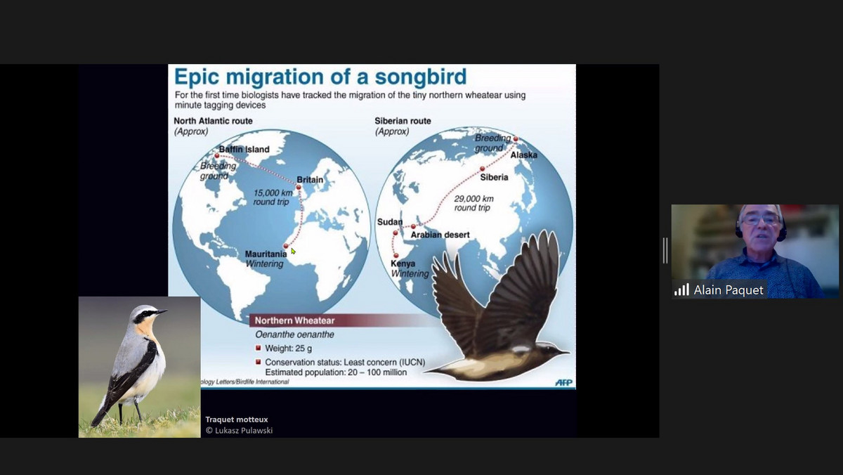 Webinaire : la migration des oiseaux par Alain Paquet - 20 septembre ...